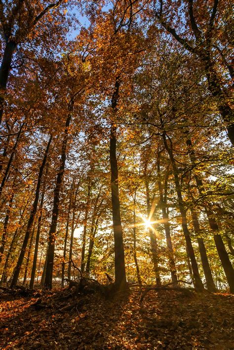 Nascer Do Sol Floresta Cair Foto Gratuita No Pixabay Pixabay