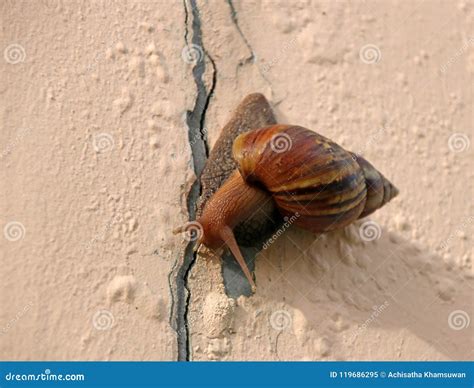 Snail Slowly Walking On The Rose Pink Color Wall Stock Image Image