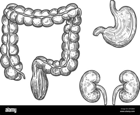 Croquis de órgano humano de la anatomía interna Riñones estómago e