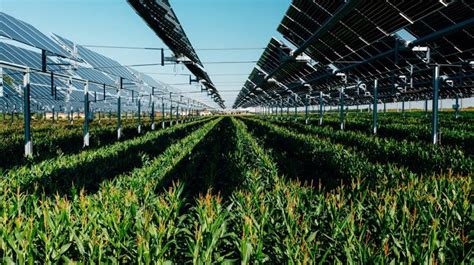 Agrivoltaïsme en grandes cultures