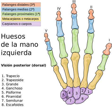 Fracturas de dedos y tipos de cirugía Advansur Traumatología