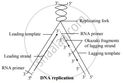 Draw Neat And Labelled Diagram Of Replication Fork Biology Shaalaa