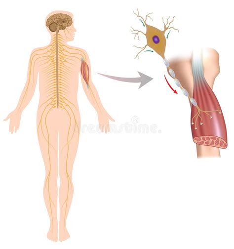 Motor Neuron Detailed And Accurate Labeled Vers Stock Vector