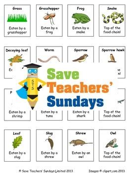 Food Chains Lesson Plan Cards For Activity And Worksheet Tpt