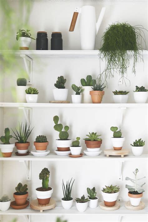 10 Plantas De Interior Ideales Para Tu Hogar Viste Tu Casa