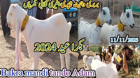 Bakra Mandi Tando Adam Mix Goat Breed Latest Update Today Bakra