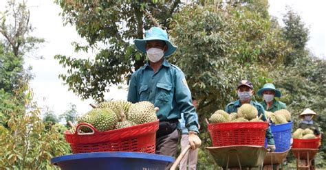Nông dân bức xúc vì bỗng dưng mất mã vùng trồng sầu riêng Báo Pháp