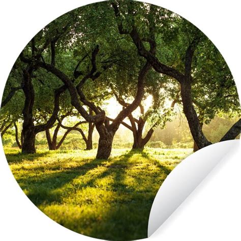 Wallcircle Muurstickers Behangcirkel Bomen Natuur Zon