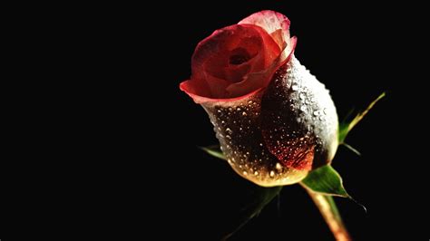 50 3D Red Roses Wallpapers WallpaperSafari