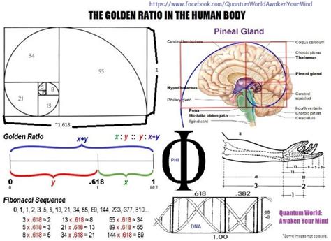 WHAT IS THE GOLDEN RATIO Quantum World Awaken Your Mind