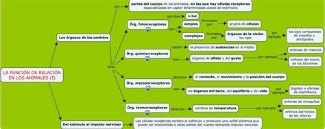 mapa conceptual de funciones de relación en los animales sistemas