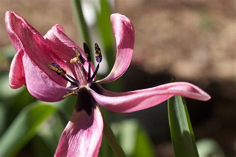 Free Images Blossom Flower Petal Botany Flora Close Up Macro