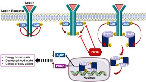 Leptin Signaling Binding Of Leptin Results In The Cross Linking Of Two