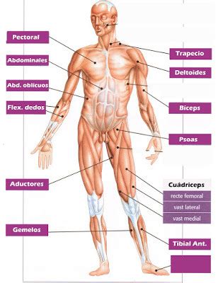 Cuales Son Los Principales Musculos Del Cuerpo Humano Y Donde Se Ubican