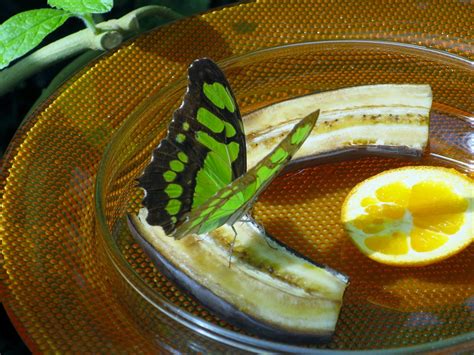 Motyl Owad Wyspa Darmowe zdjęcie na Pixabay Pixabay