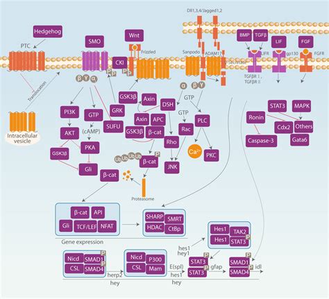 Stem Cells Wnt Signaling Pathway AbMole BioScience