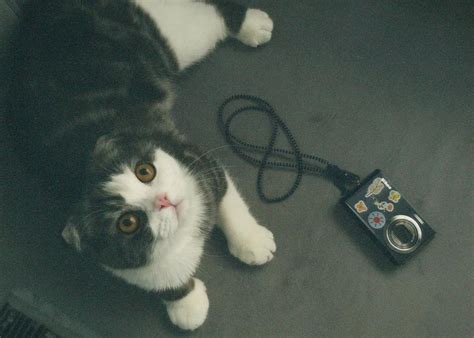 Why Do Cats Knock Things Over