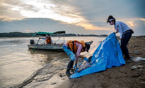Sequía En La Amazonía 2023 Alrededor De 143 Delfines Rosados Hallados