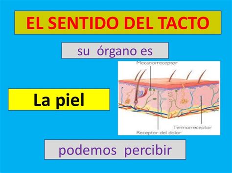 El sentido del tacto 1º
