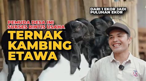RAHASIA SUKSES TERNAK KAMBING PE KALIGESING Seperti Ini Cara Ternak