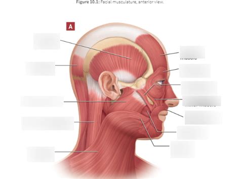 Muscles Of The Head And Neck Lateral View A Illustration Diagram