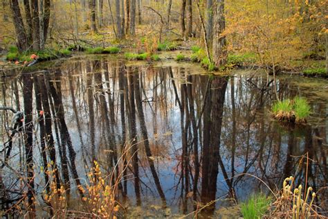 Banco De Imagens Rvore Agua Natureza Floresta P Ntano Regi O