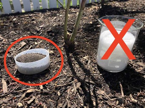 Uses For Epsom Salt Gardening