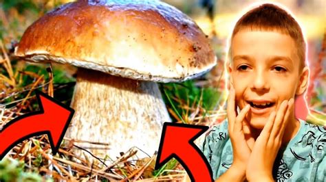 Wysyp Borowików w lato po jednym deszczu YouTube