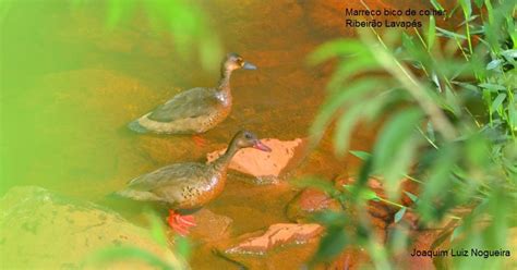 Aves de Botucatu e outras Regiões Marreco bico de colher