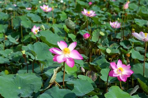 Premium Photo Beautiful Blooming Pink Lotus Flower With Leaves