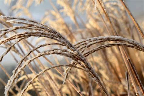 Kostenlose Foto Landschaft Gras Ast Schnee Kalt Winter Himmel