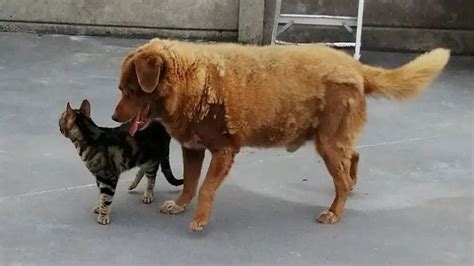 La Jornada Maya Internacional Efe Conoce A Bobi El Perro M S