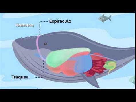 Proceso de respiración de la ballena azul YouTube