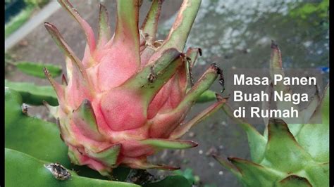 Masa Panen Buah Naga Di Rumah Budidaya Buah Naga Terbaru 2020 Buah