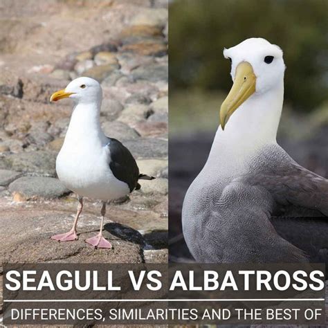 Seagull Vs Albatross Differences Similarities And The Best Of