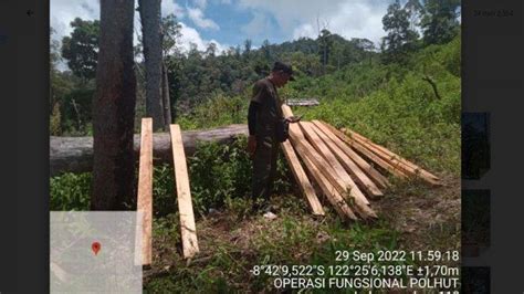 Polisi Kehutanan Sikka Tangkap Terduga Pelaku Penebangan Kayu Di