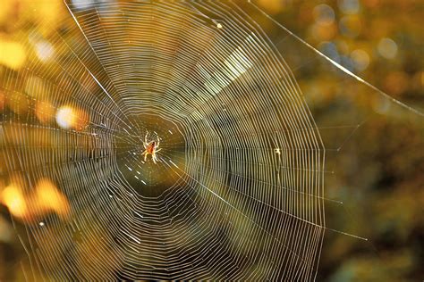 6 Shimmering Facts About Spiderwebs Interesting Facts