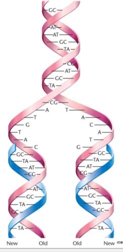 Dna Replikation Und Rekombination Karteikarten Quizlet