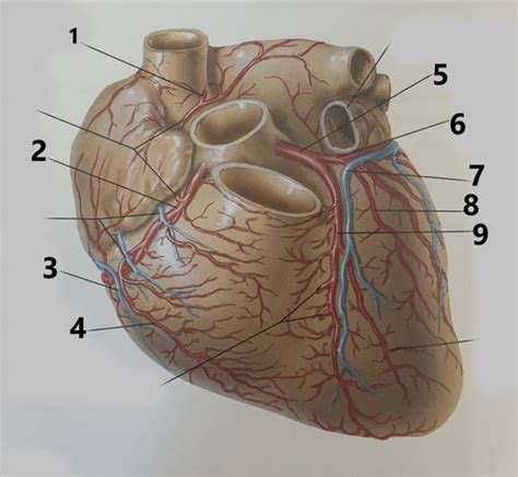 Coronary Arteries And Cardiac Veins Netter Anatomy Flashcards Quizlet