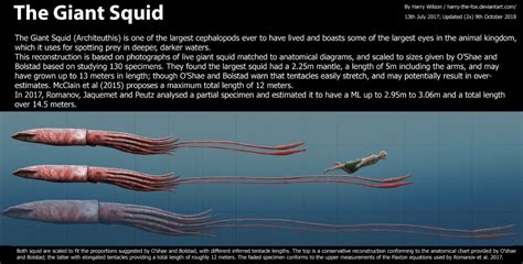 How The Giant Squid Uses Tentacles For Hunting OctoNation The