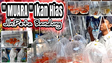 Pasar Ikan Hias Terbesar Di Indonesia Bloraupdate