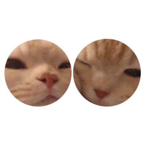 Matching Cat Pfp Cat Profile Matching Cat Pfp Friends Funny Cute Cats