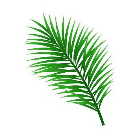 Hoja De Palma Tropical Vectorial Aislada En Blanco Vector Premium