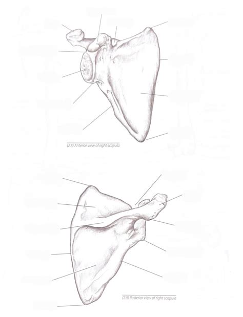 Bony Landmarks Of Shoulder Scapula Diagram Quizlet