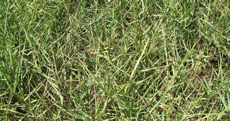 Seashore Paspalum Grass Guía Para Cuidar Y Cultivar Ies Mar Azul