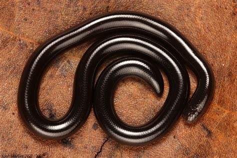 Brahminy Blindsnake Florida Snake ID Guide