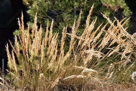 Planta De Esparto Macrochloa Tenacissima A Principios De Verano Stock