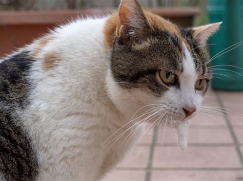 Mi Gato VOMITA y NO COME Causas y Qué Hacer