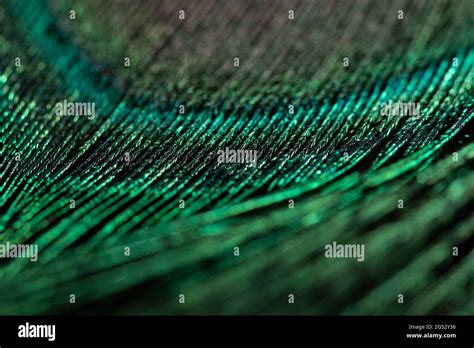 Abstract Closeup Of Peacock Feather Stock Photo Alamy