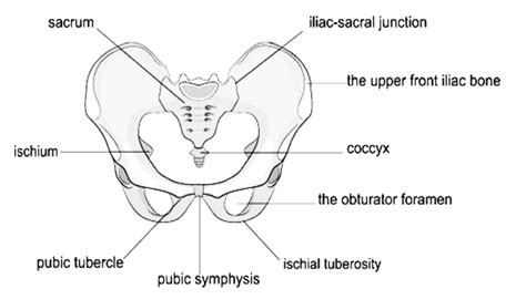 Pelvic Girdle Diagram Pelvic Girdle Quiz Draw A Neat And Labeled The
